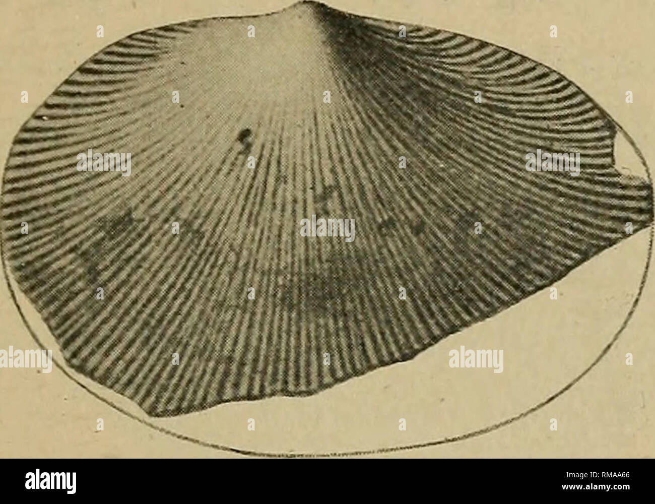 Adducteur transverse Banque de photographies et d’images à haute ...
