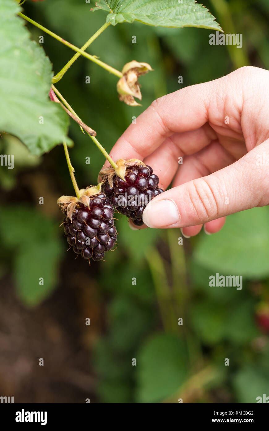Fruits mous Banque de photographies et d’images à haute résolution - Alamy