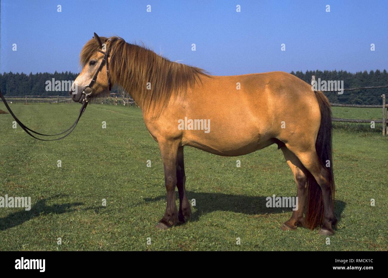 Plus Ancienne Race De Chevaux Du Monde Banque d'image et photos - Alamy
