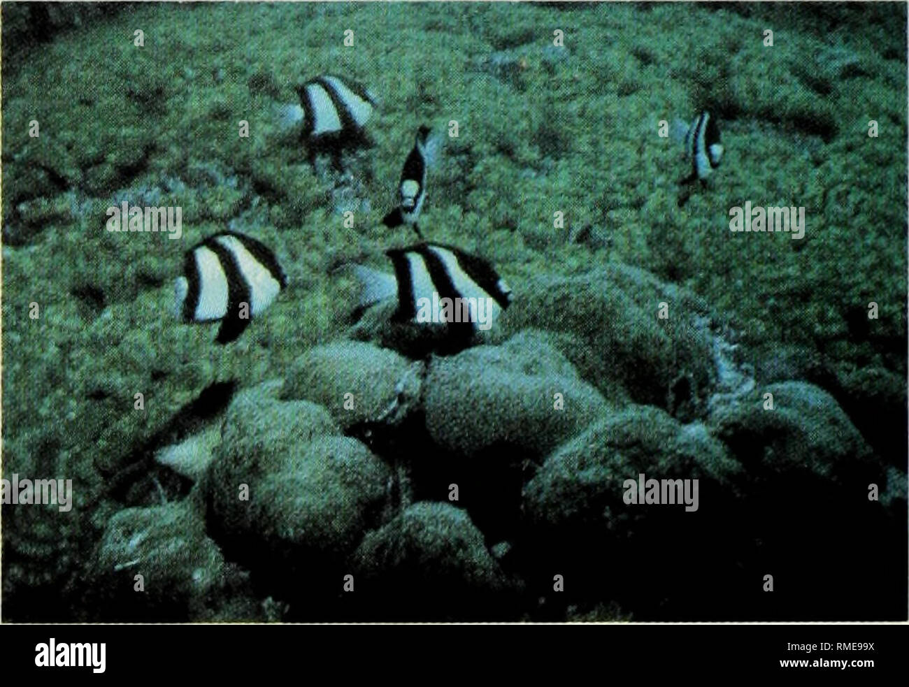 Chromis pembae Banque de photographies et d’images à haute résolution ...