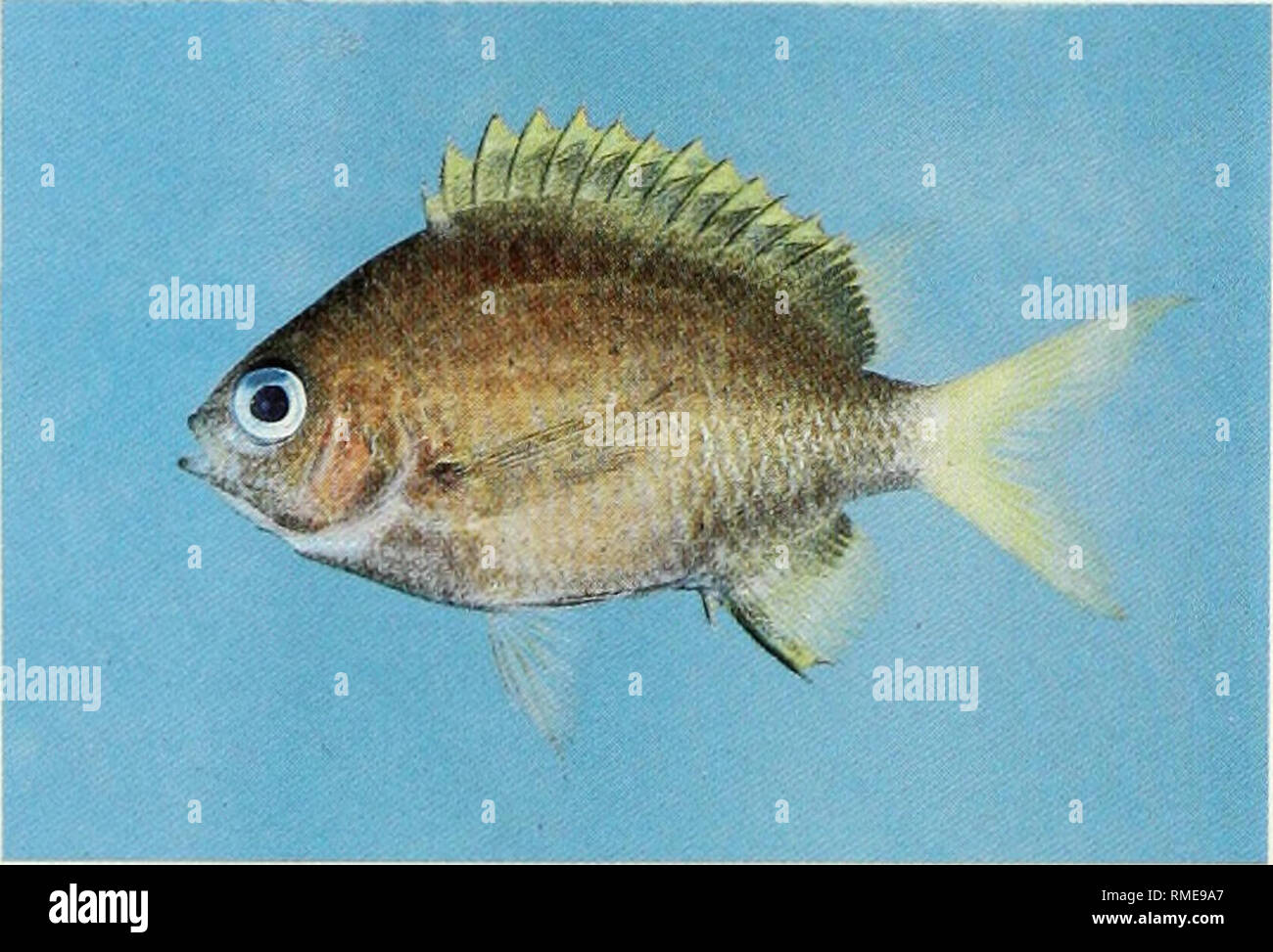 Chromis pembae Banque de photographies et d’images à haute résolution ...