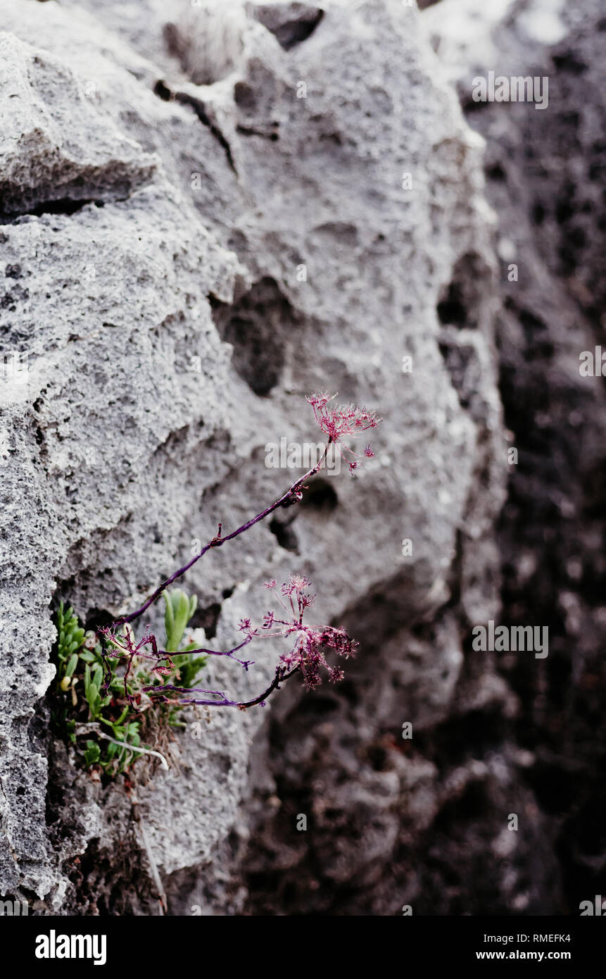 Fleur de roche sauvage Banque de photographies et d’images à haute ...