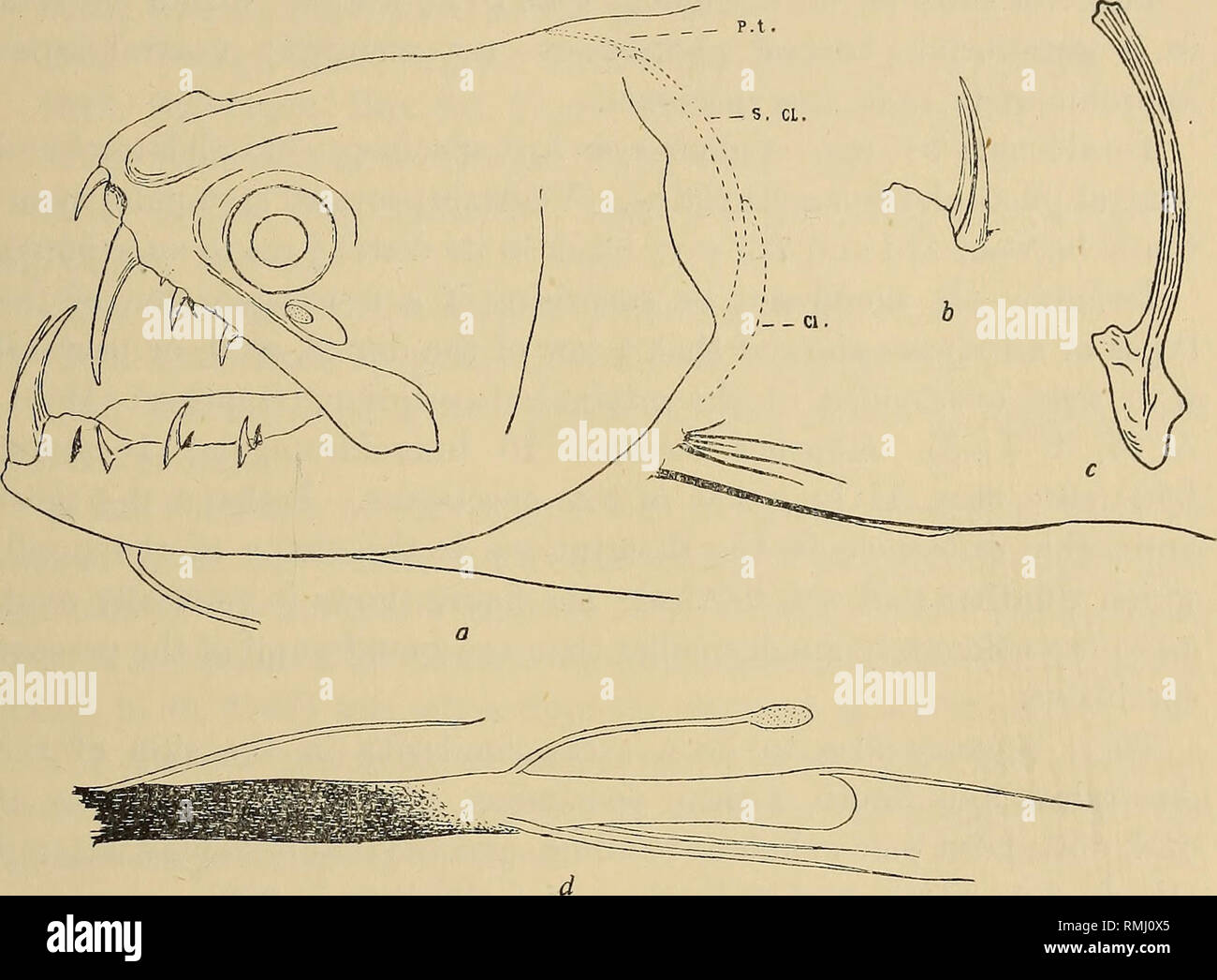 Denticules dermiques Banque de photographies et d’images à haute ...
