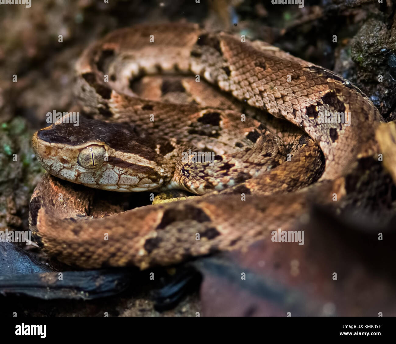 Fer-de-lance (Bothrops asper) Pit Viper serpent juvénile dans la forêt ...