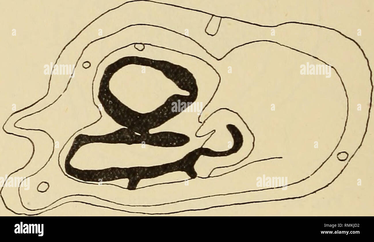 Trachéides scalariformes Banque de photographies et d’images à haute ...