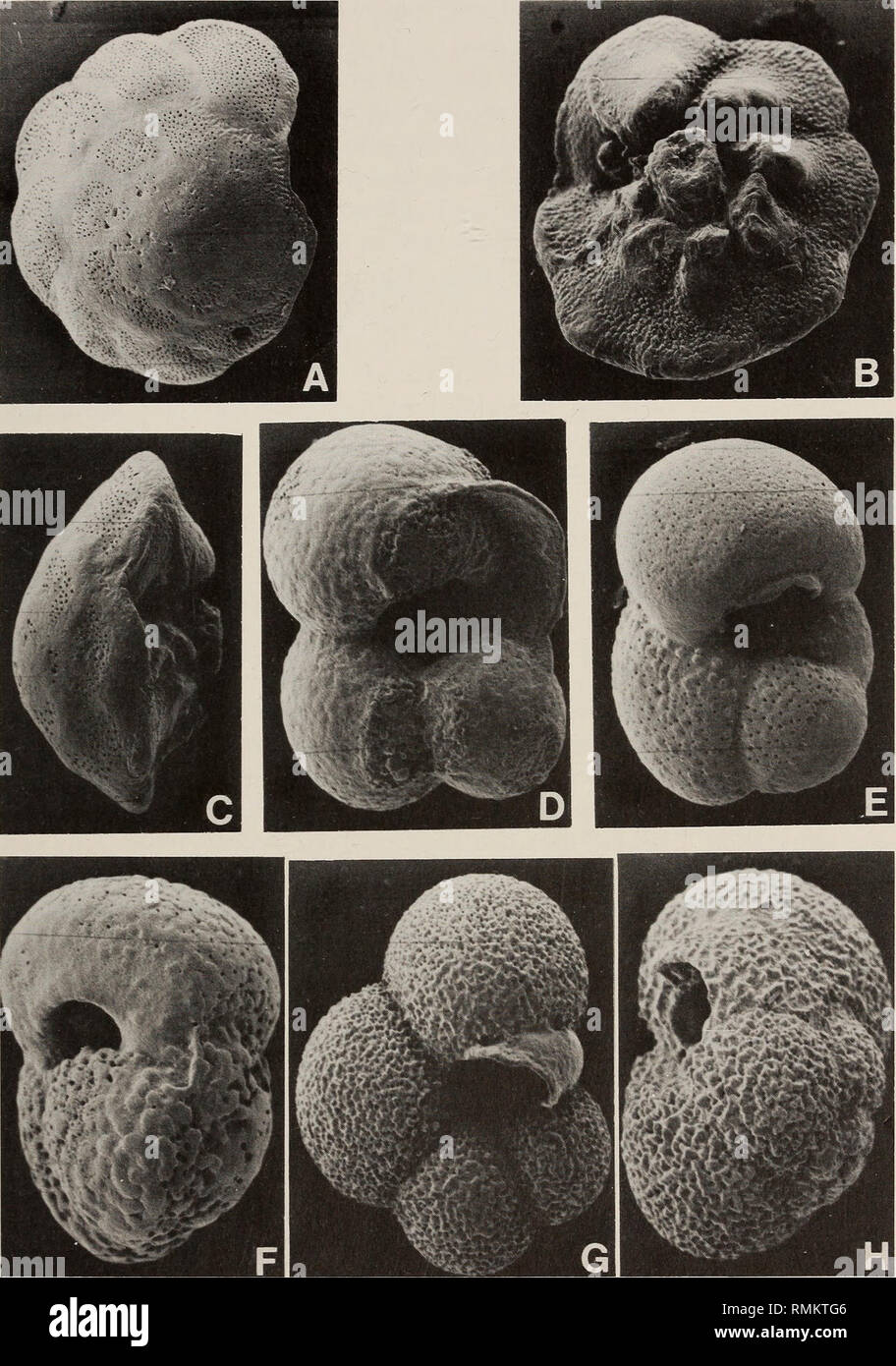 Globigerina bulloides Banque de photographies et d’images à haute ...