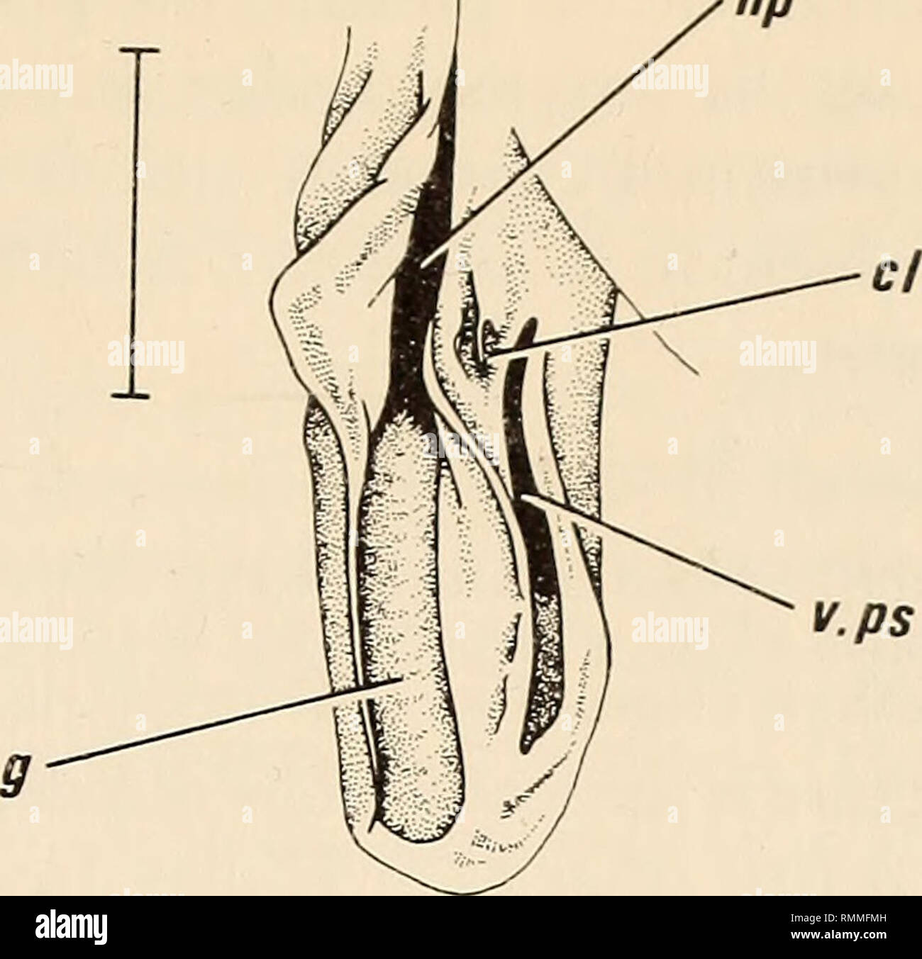 . Annales du Musée de l'Afrique du Sud = Annale van die Suid-Afrikaanse ...