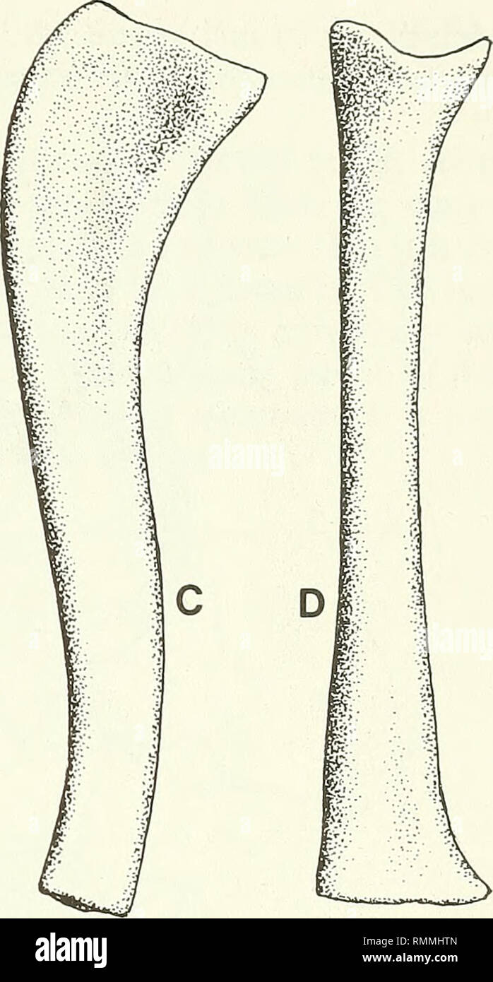 Articulé désarticulé Banque de photographies et d’images à haute ...
