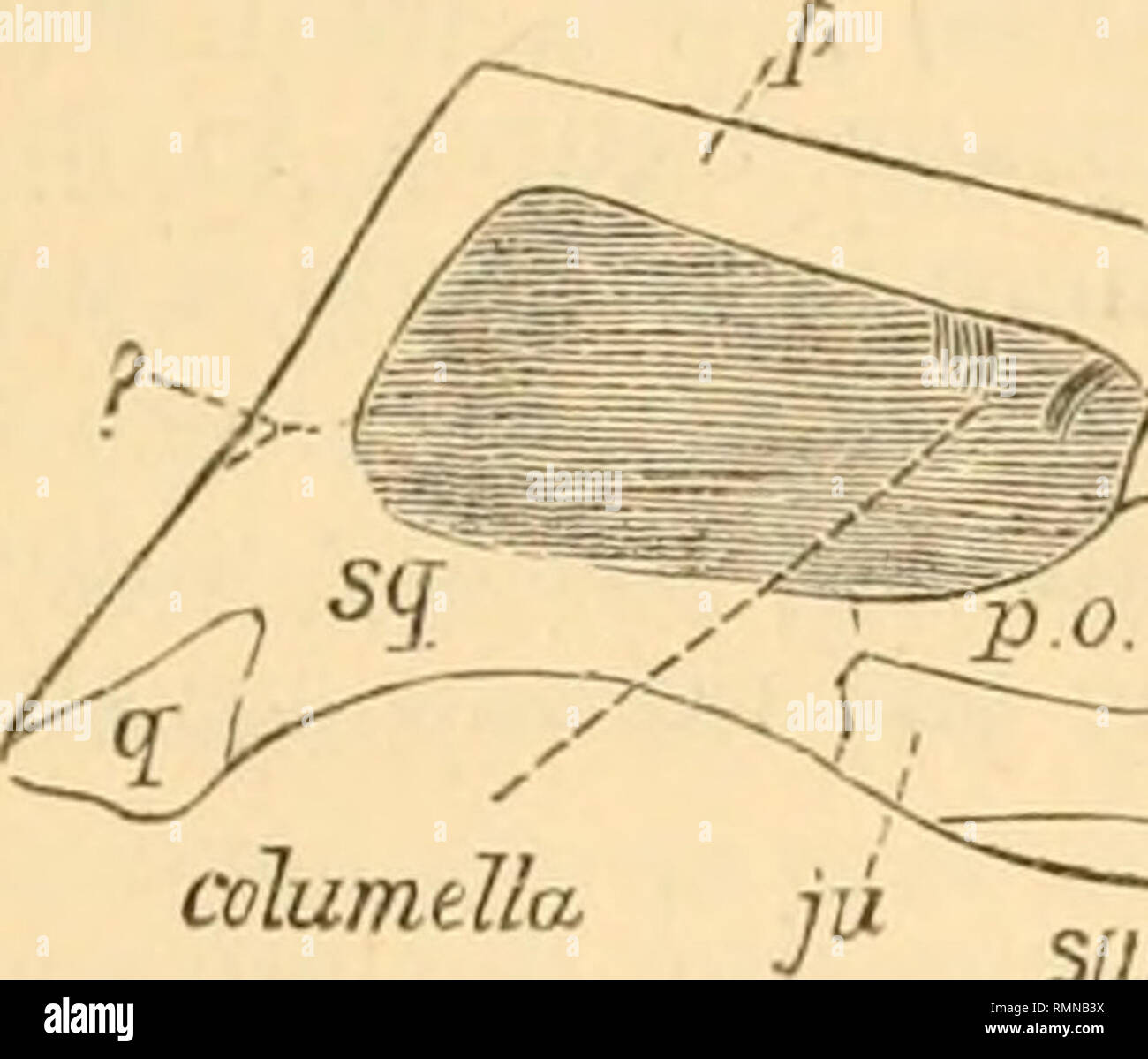 Parietal foramen Banque de photographies et d’images à haute résolution ...