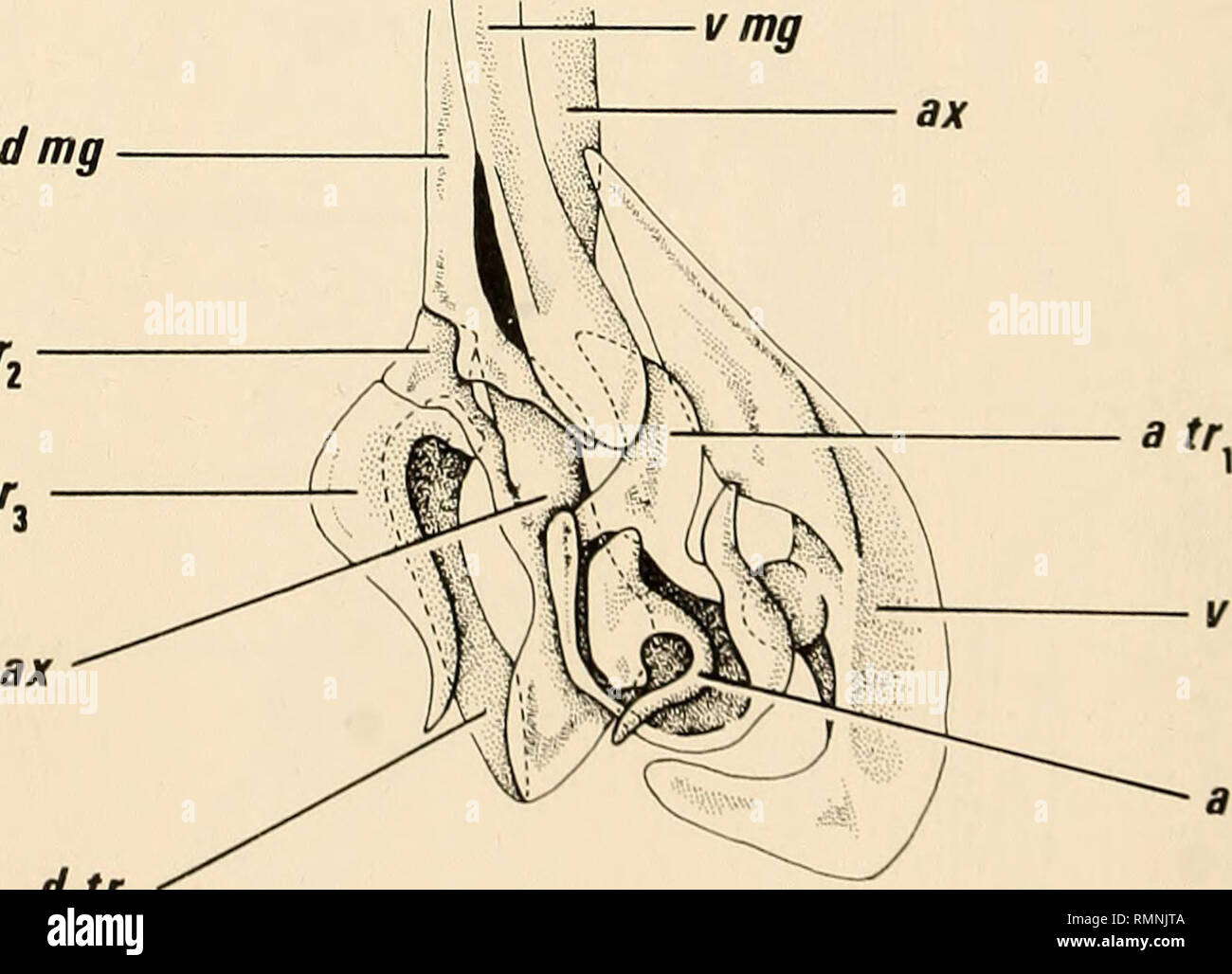 . Annales du Musée de l'Afrique du Sud = Annale van die Suid-Afrikaanse ...