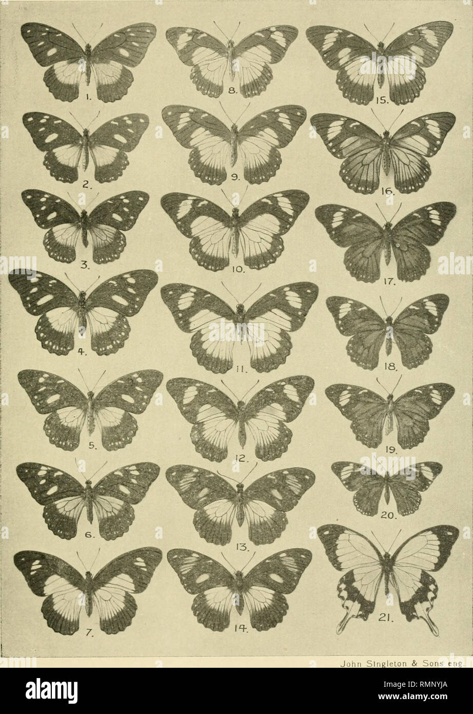 Papilio dardanus femelles Banque de photographies et d’images à haute ...