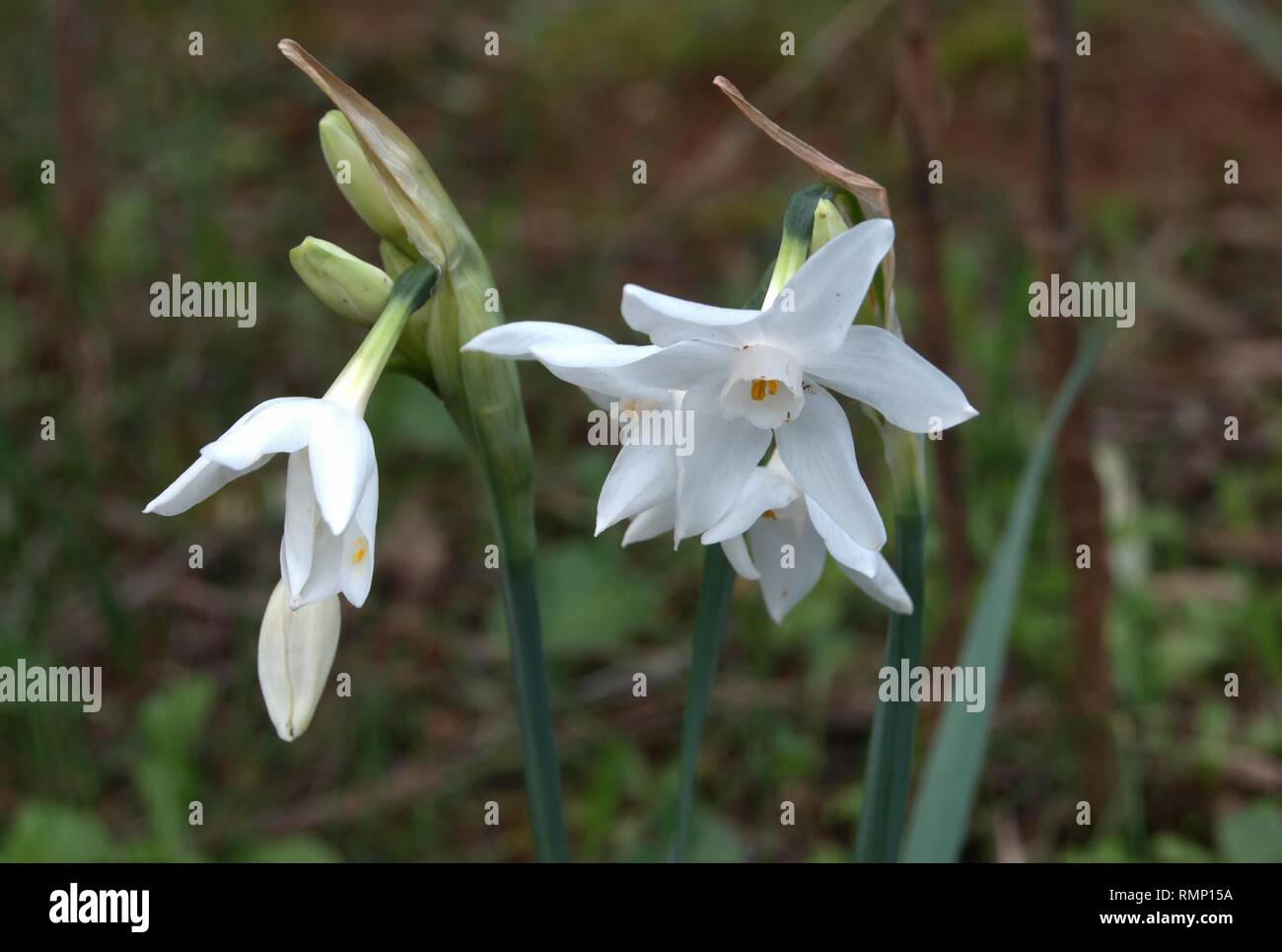 Narcissus papyraceus Banque de photographies et d’images à haute ...
