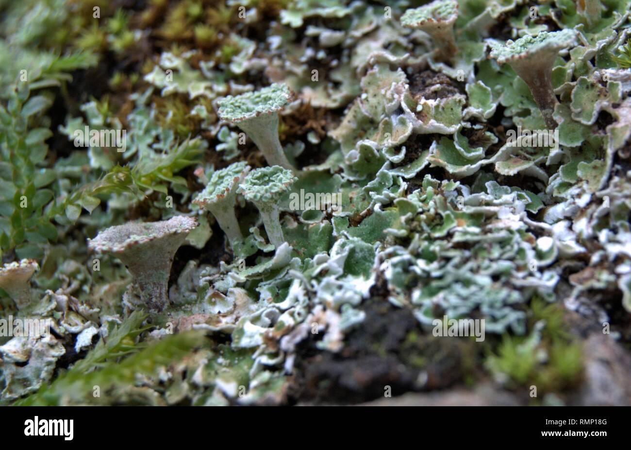 Cladonia pyxidata Banque de photographies et d’images à haute ...