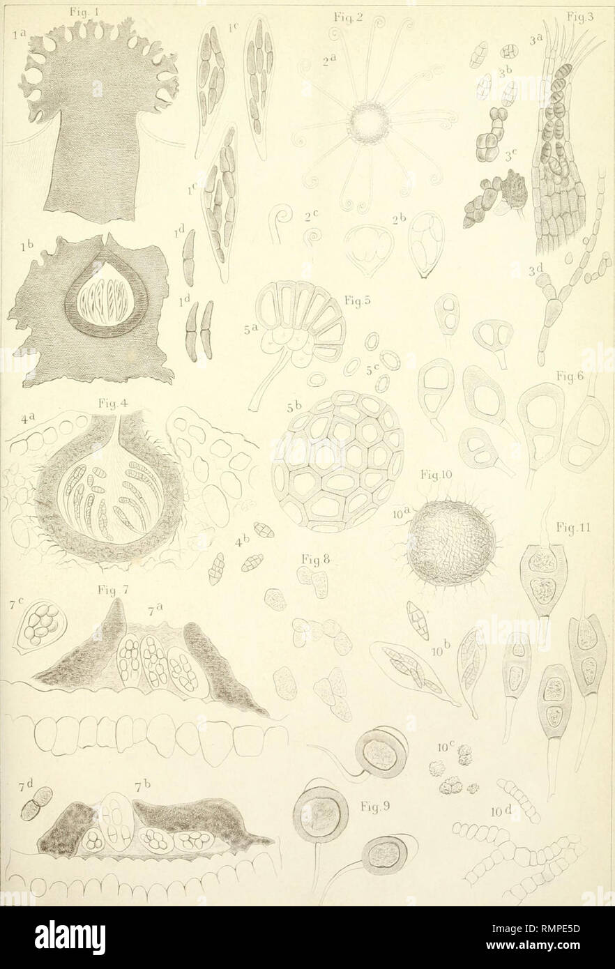 . Annali di botanica. Les plantes ; les plantes -- Italie. ANN.BOT IV ...