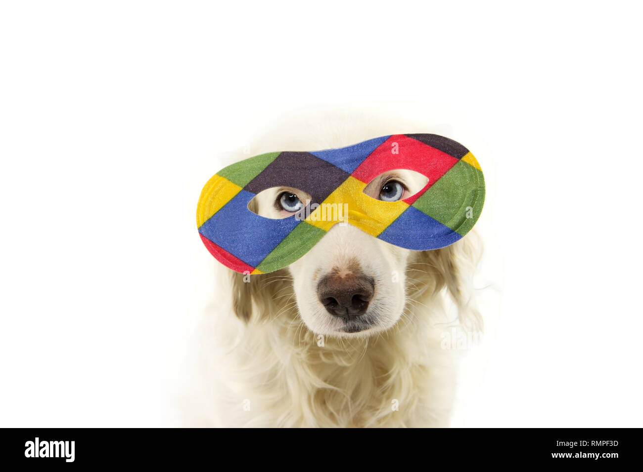 Masque de carnaval ARLEQUIN CHIEN. FUNNY MIXED-BREED PUPPY PORTANT UNE ...