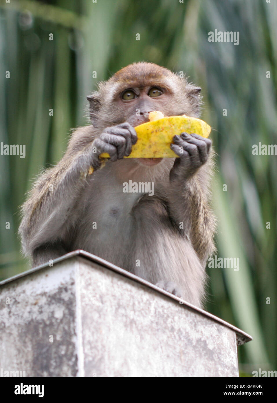 Monkey fruit Banque de photographies et d’images à haute résolution - Alamy