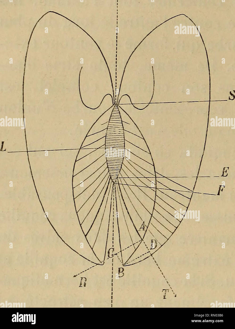 La cyprine Banque de photographies et d’images à haute résolution - Alamy
