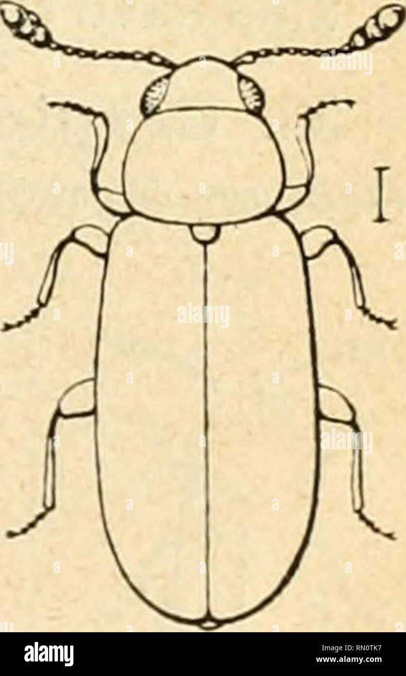 . Annales de la Société entomologique de France. Les insectes ...