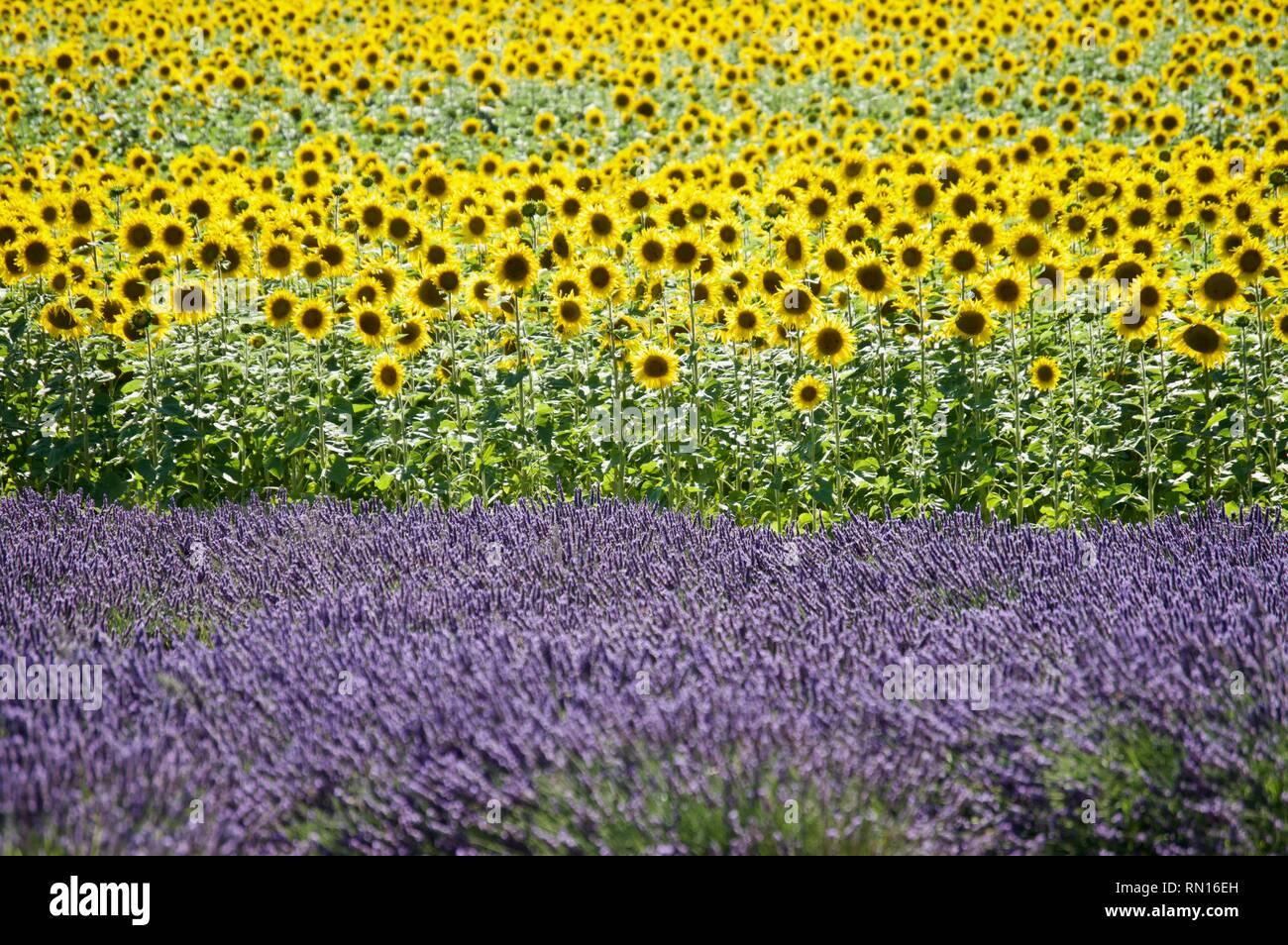 Lavender fields and sunflower fields Banque de photographies et d ...