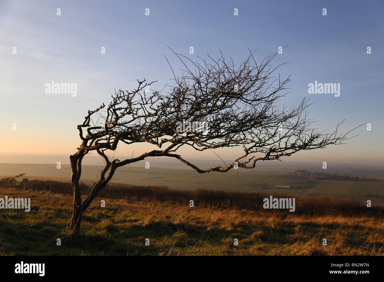 Arbre tortueux Banque de photographies et d’images à haute résolution ...