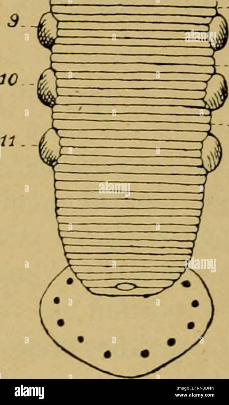 . Annales de Biologie lacustre. Histoire naturelle ; animaux d'eau ...