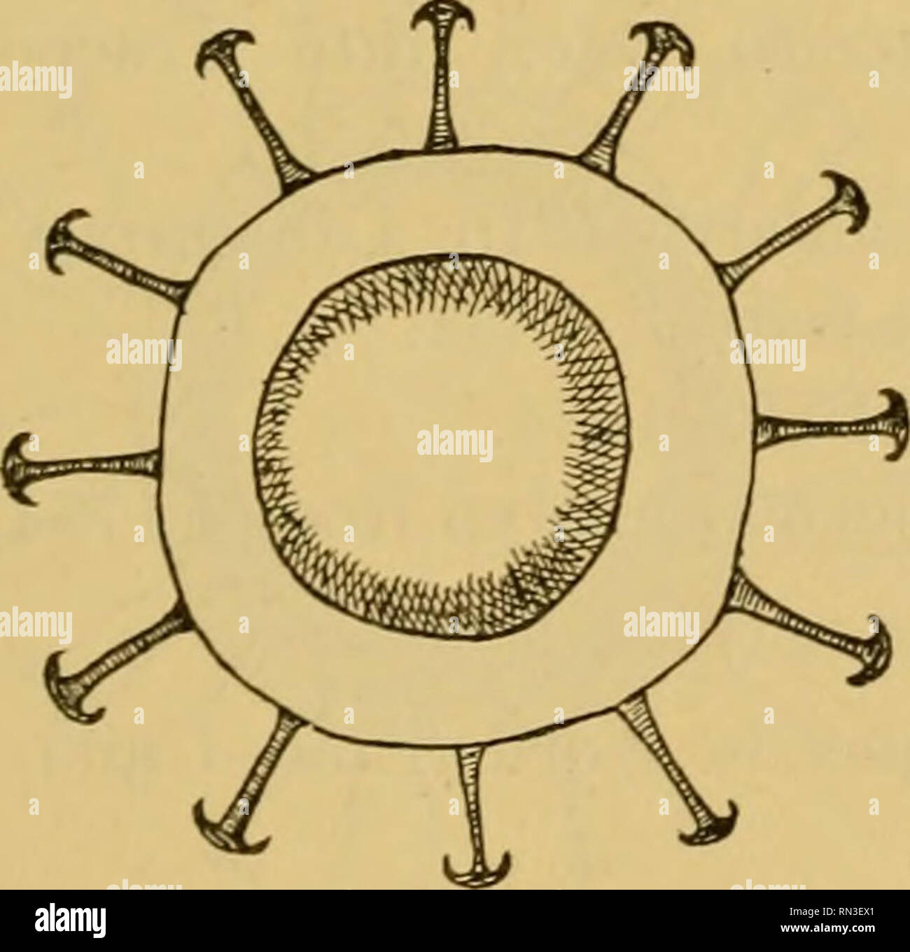 Pectinatella magnifica Banque de photographies et d’images à haute ...