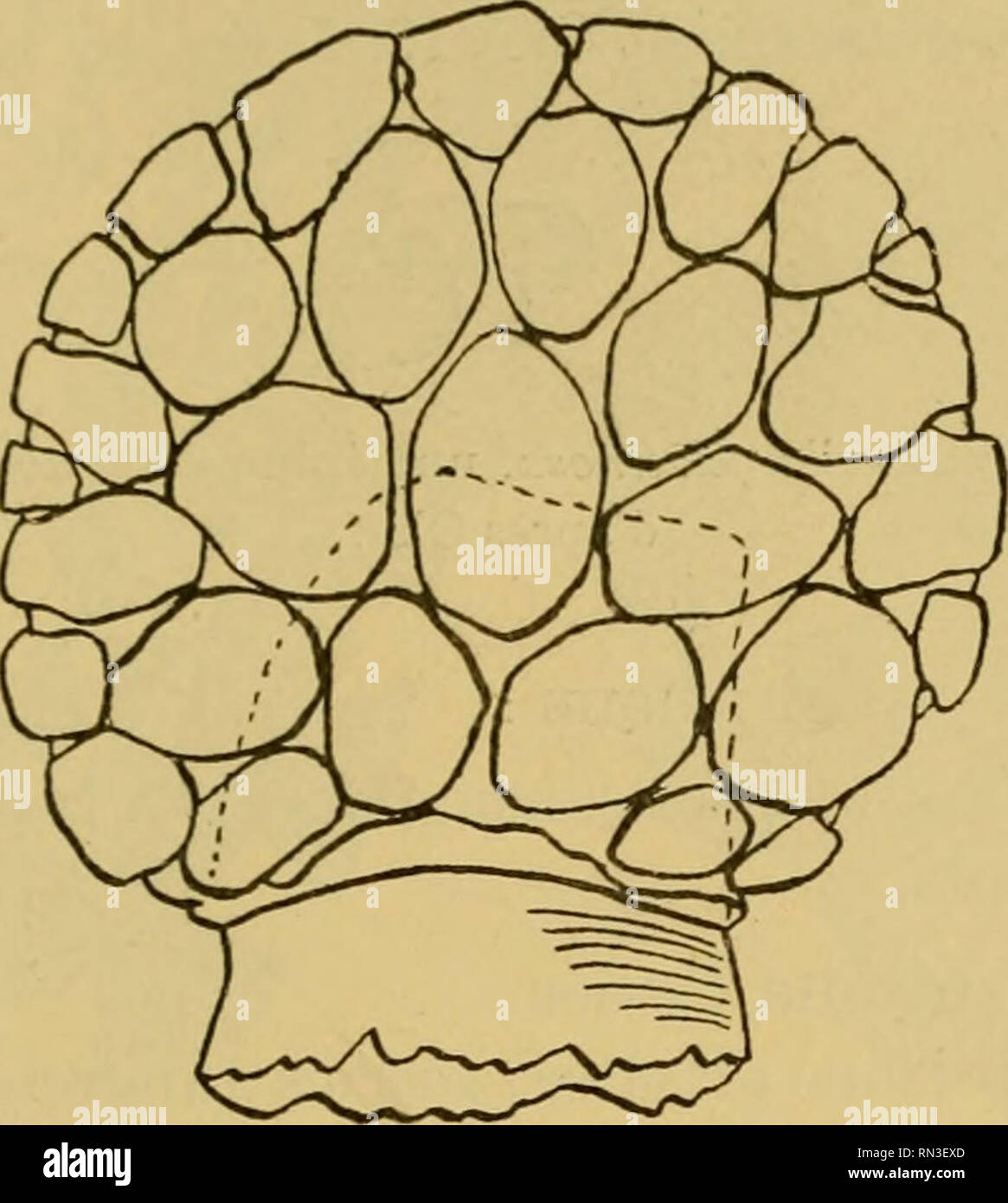 Pectinatella magnifica Banque de photographies et d’images à haute ...