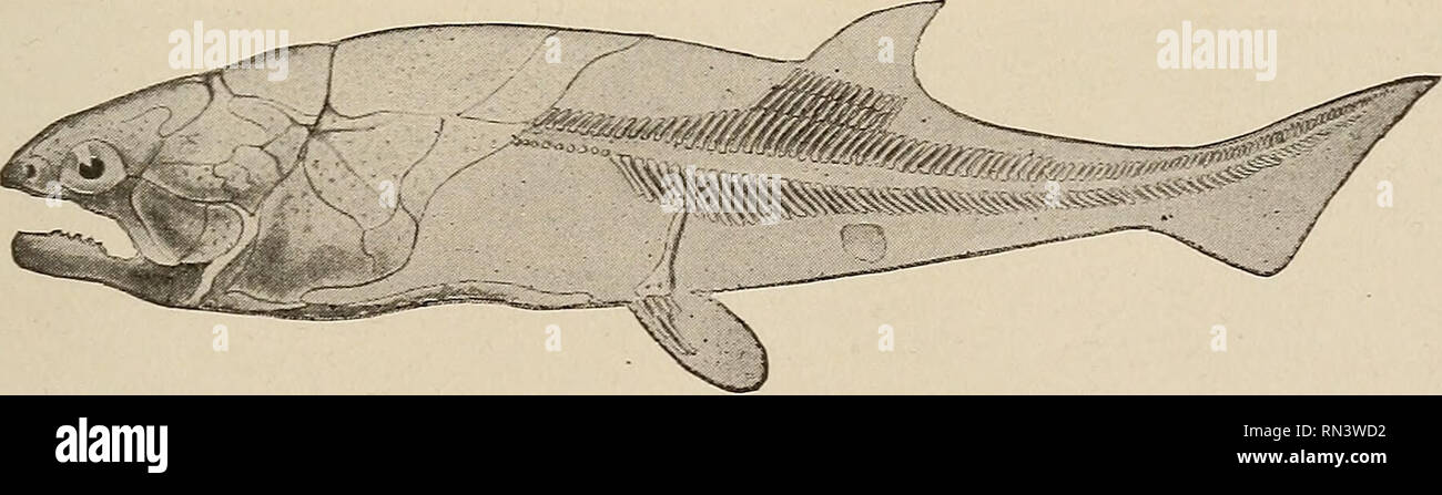 . Les études chez l'animal. Fig. 246.-Un {Ostracoderm Pterichyodes ...
