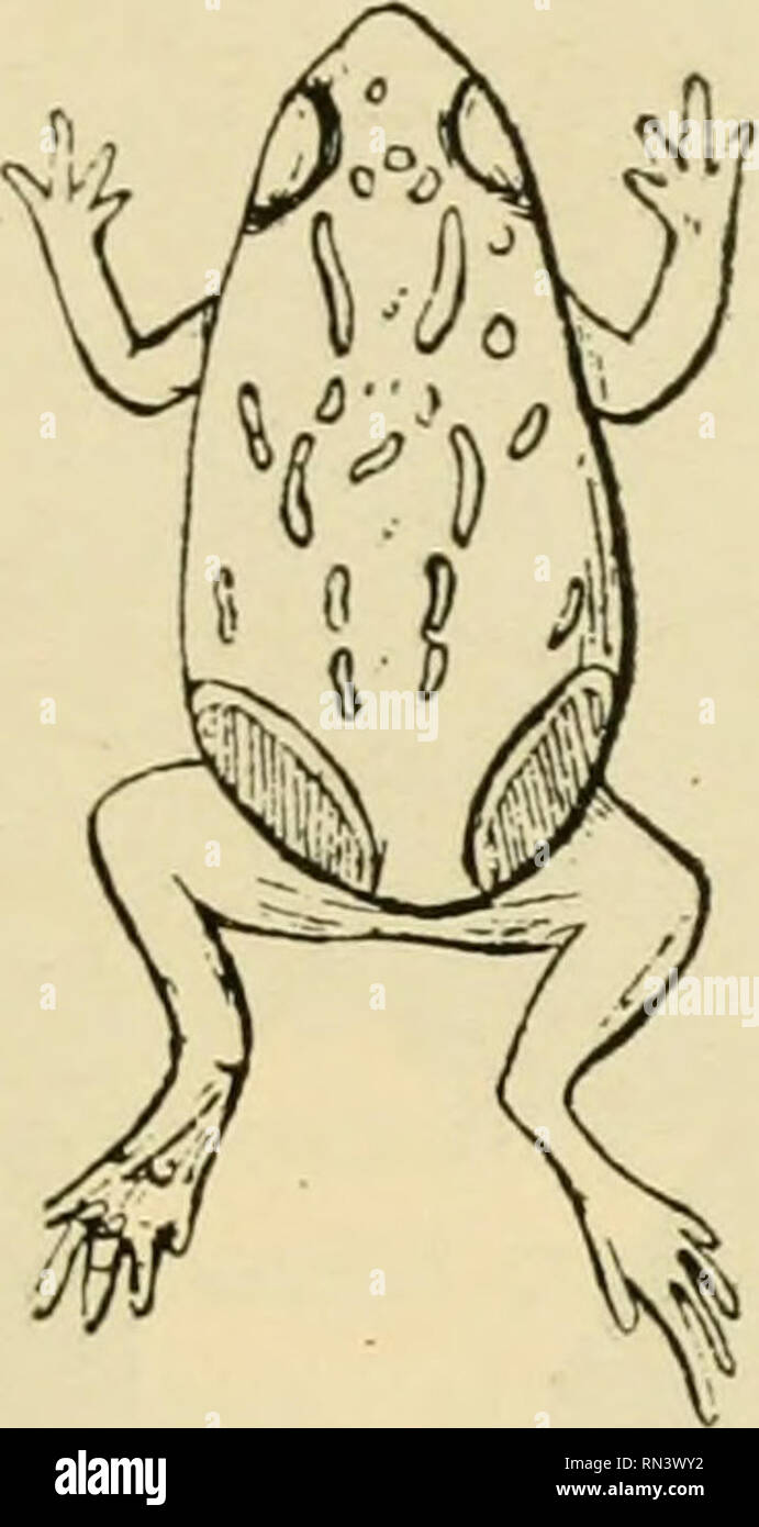 Trichobatrachus robustus Banque de photographies et d’images à haute ...