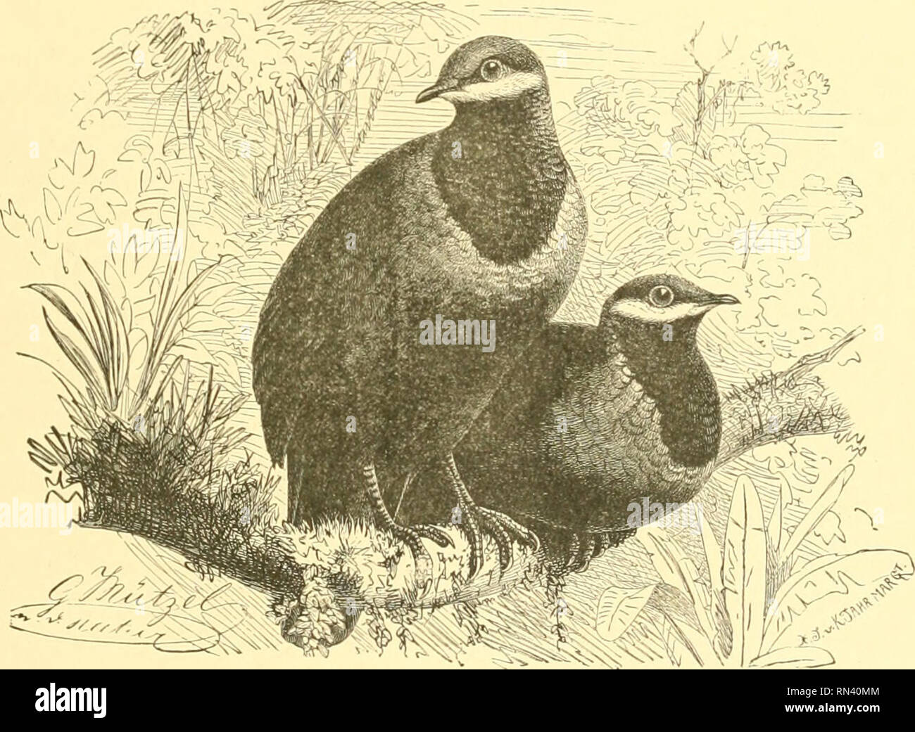 Colombe à tête bleue Banque de photographies et d’images à haute ...