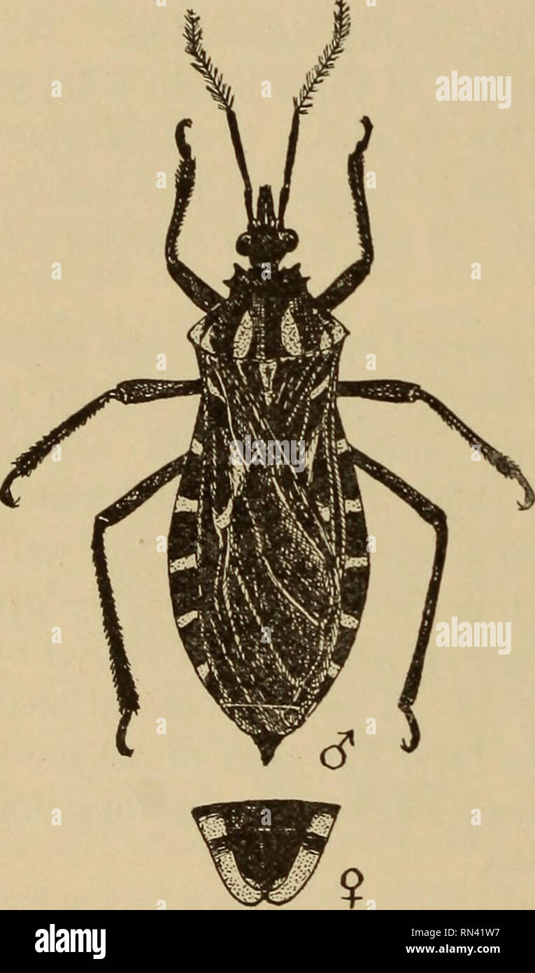 Triatoma species Banque de photographies et d’images à haute résolution ...