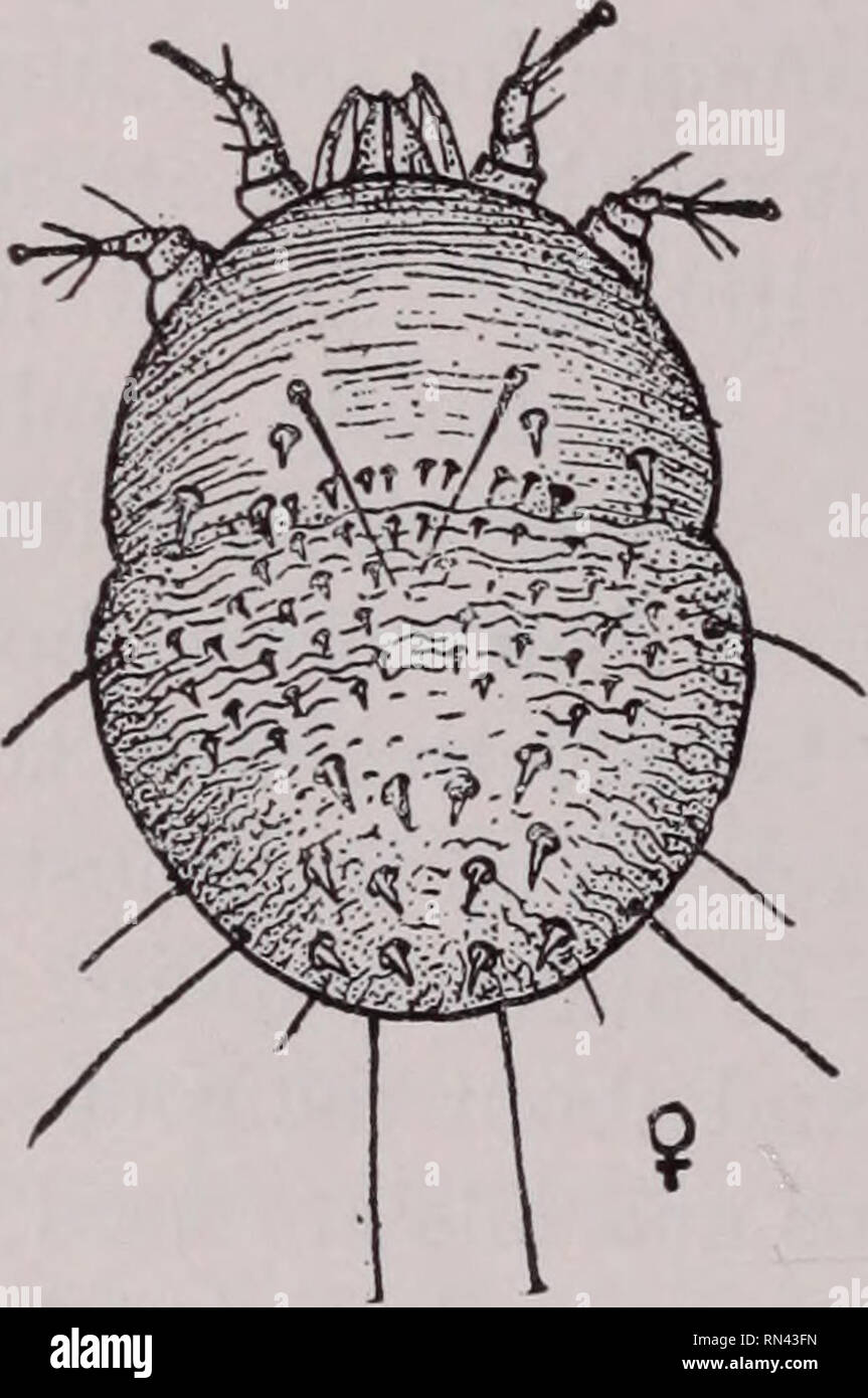 La gale boutons Banque de photographies et d’images à haute résolution ...