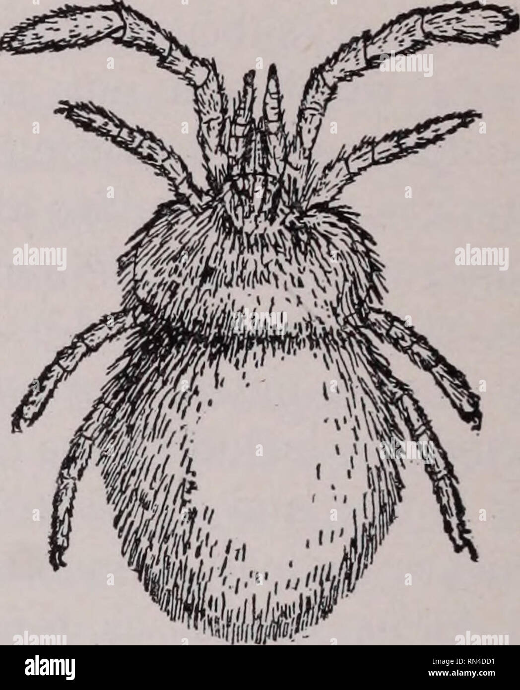 Insectes vecteurs de maladies des plantes Banque de photographies et d ...