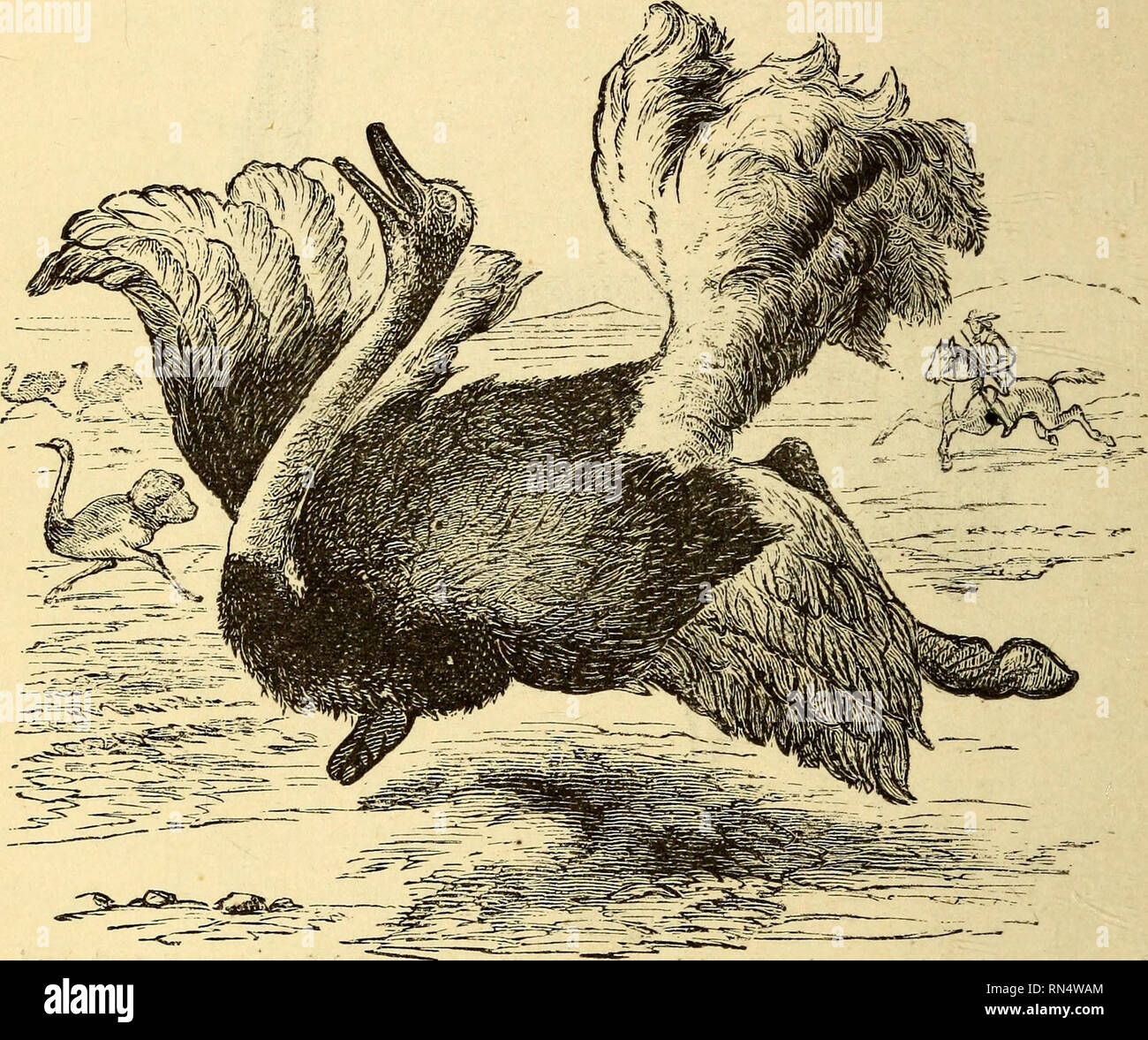 . La traction animale, ou la marche, la natation, et battant, avec un ...