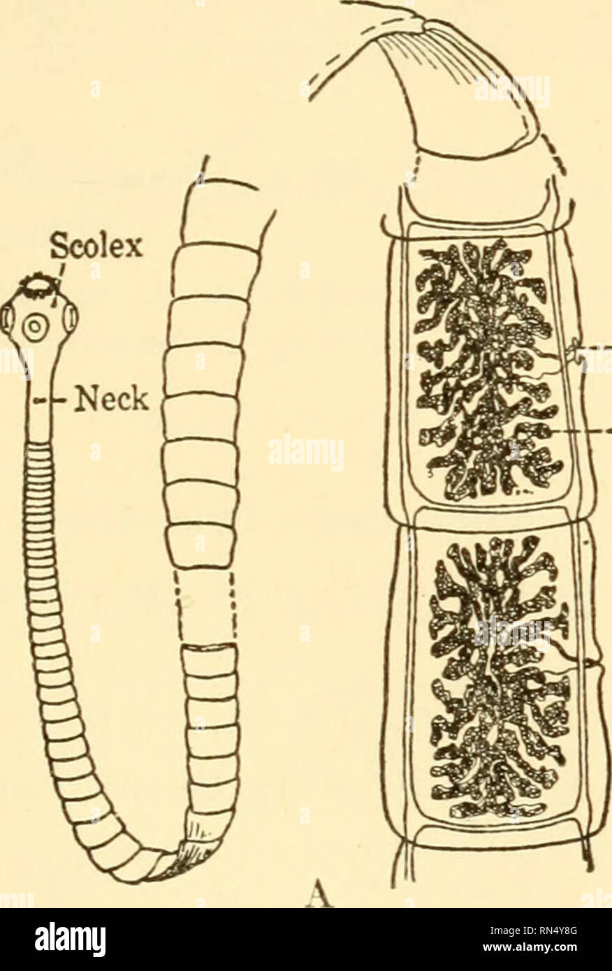 Ténia adulte Banque de photographies et d’images à haute résolution - Alamy