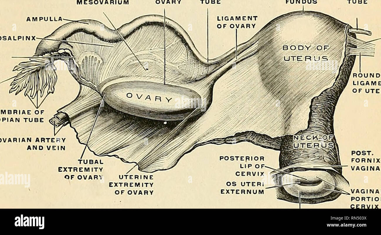 . Anatomie, descriptif et appliquée. L'anatomie. L'utérus, ou matrice ...