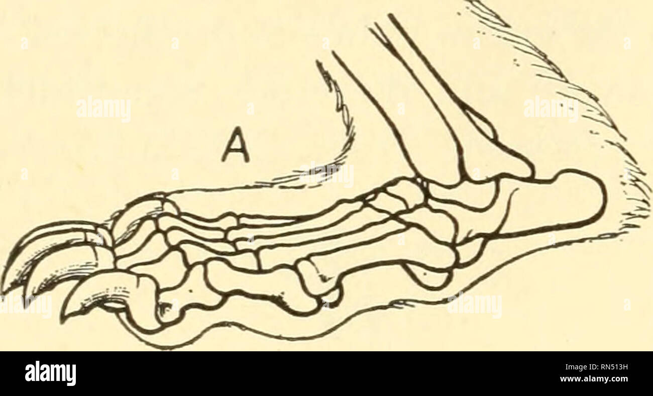 Os longs de la cheville Banque de photographies et d’images à haute ...