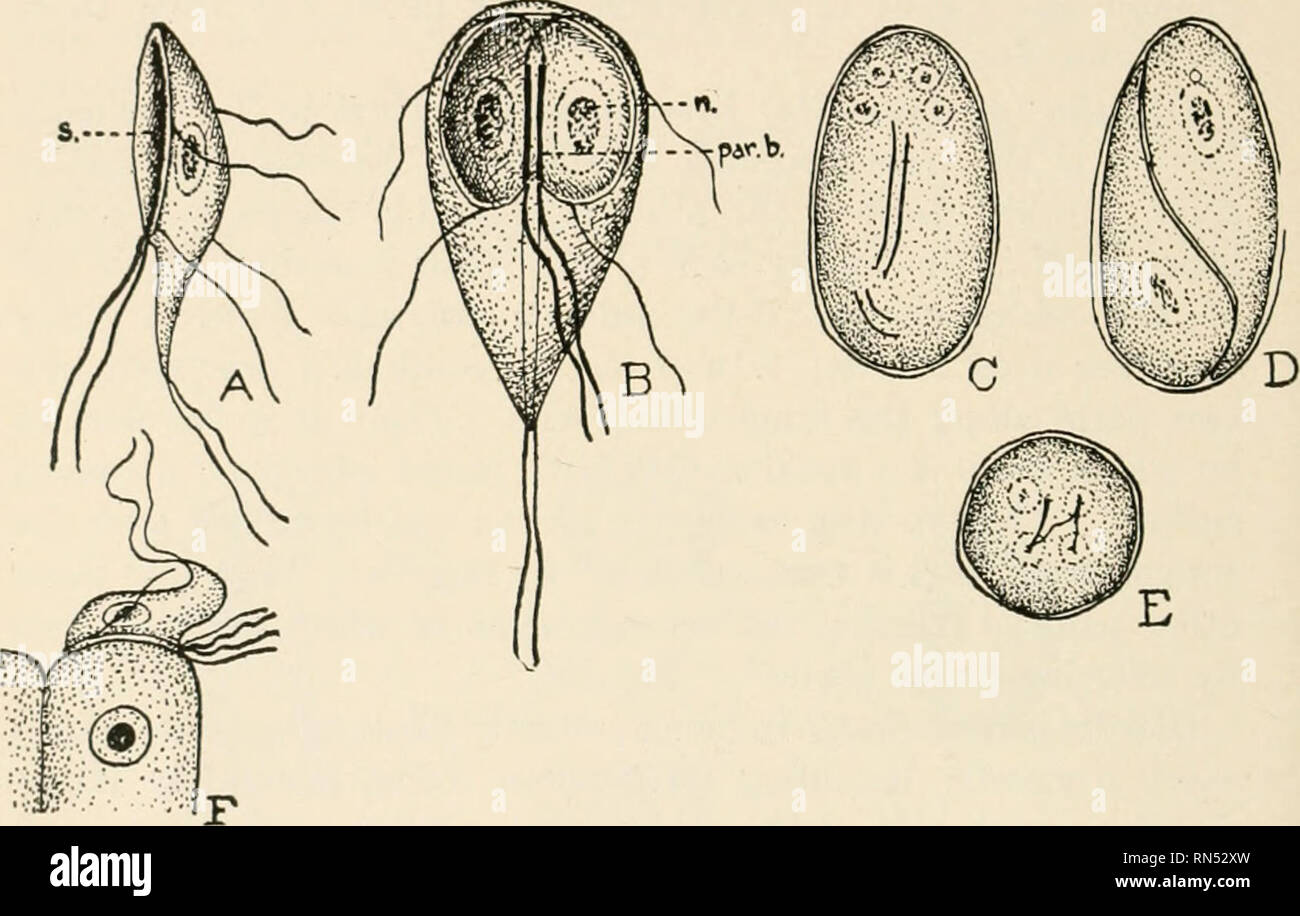 Flagellés intestinaux Banque de photographies et d’images à haute ...