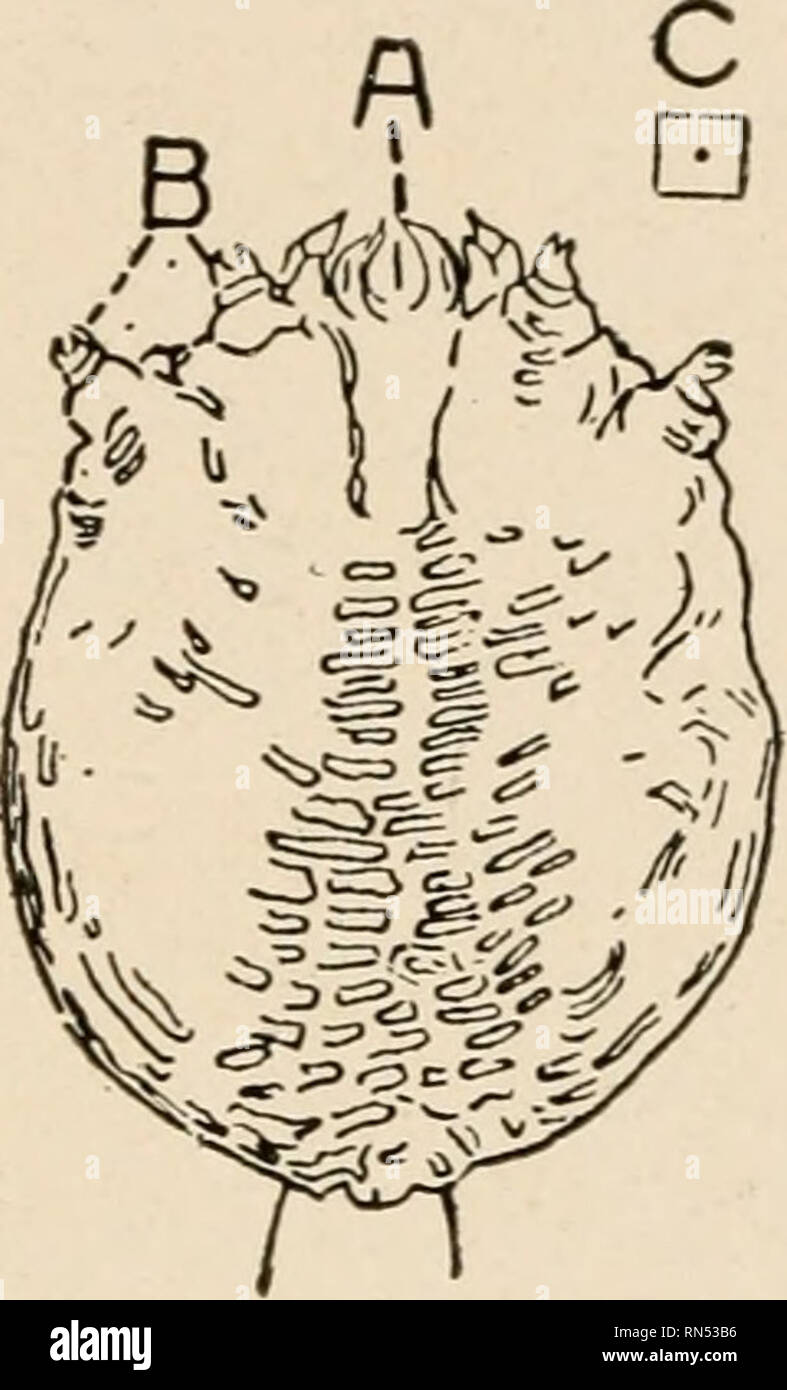 Parasite de poule Banque de photographies et d’images à haute ...