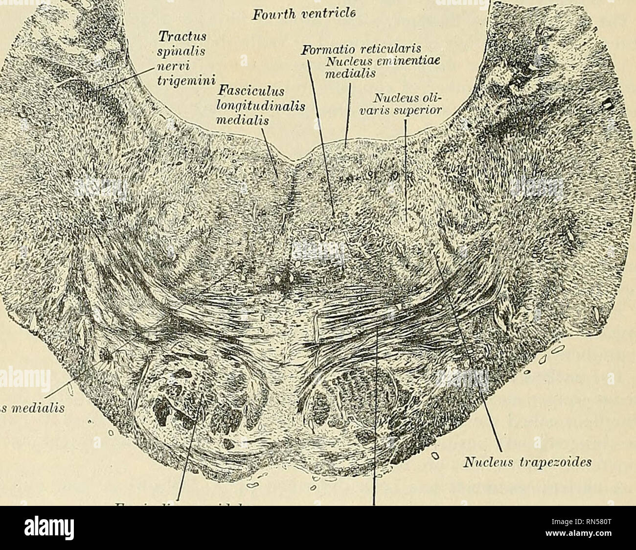 . Anatomie, descriptif et appliquée. L'anatomie. 874 LE SYSTÈME NERVEUX ...