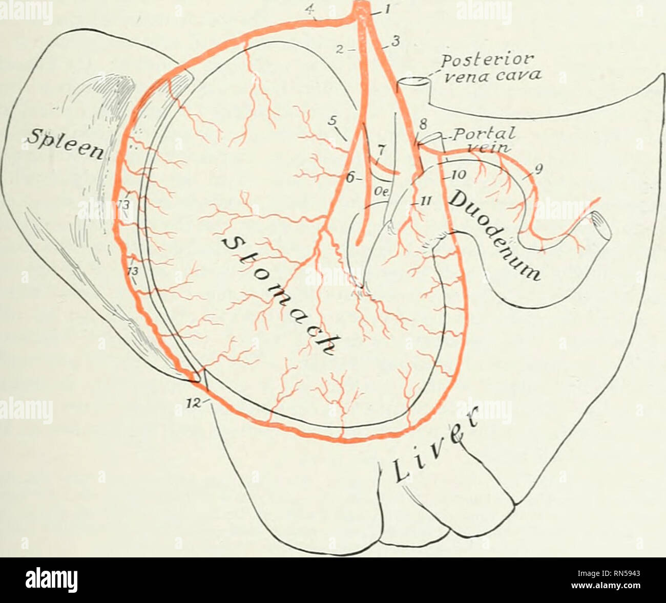 . L'anatomie de l'animal domestique. Anatomie vétérinaire. BILiXCHEs ...