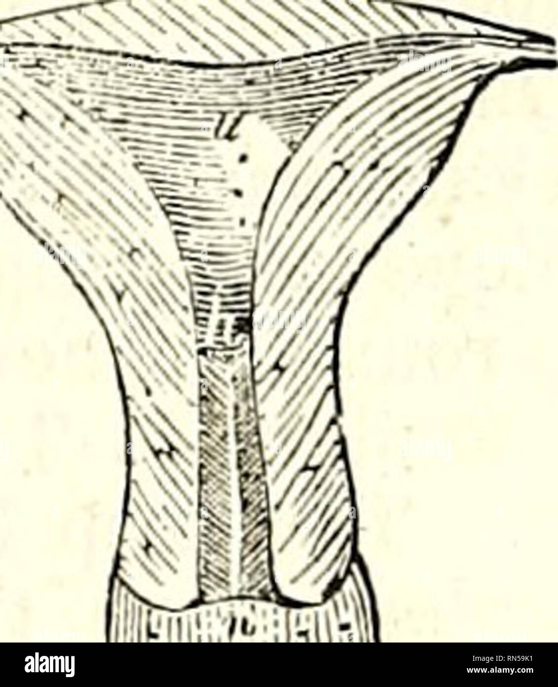 . L'anatomie du corps humain. L'anatomie humaine ; l'anatomie. Le ...