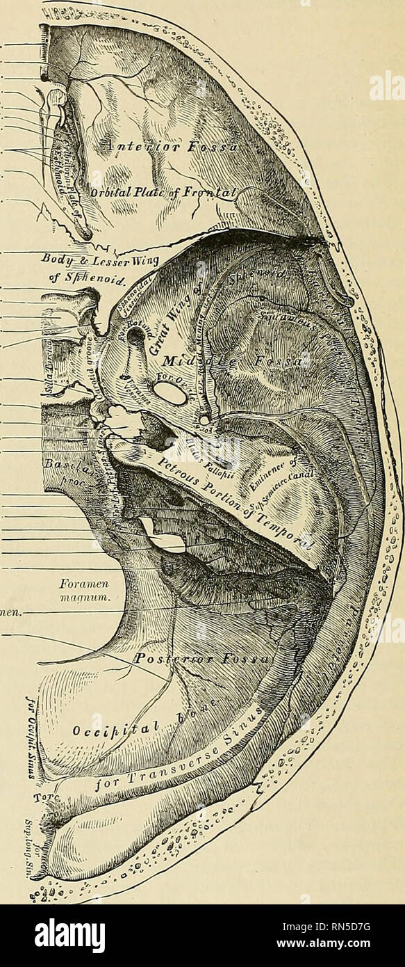 . Anatomie, descriptif et appliquée. L'anatomie. Spécial 124 Anatomie ...