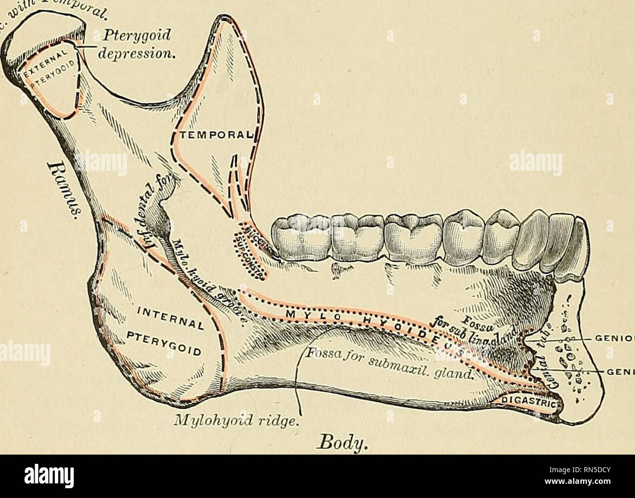. Anatomie, descriptif et appliquée. L'anatomie. Pour faaal aitery ...