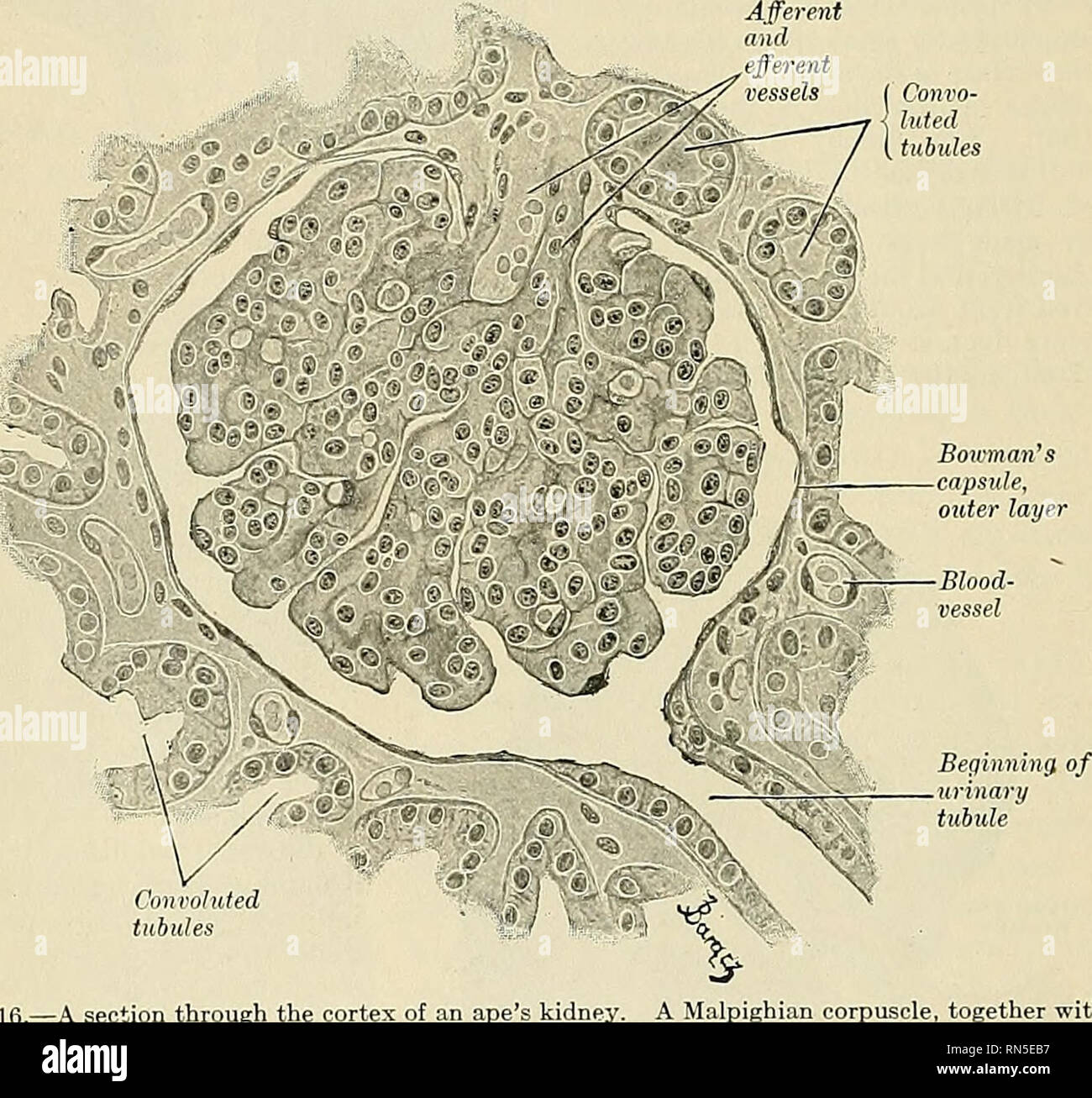 Pyramides médullaires Banque de photographies et d’images à haute ...
