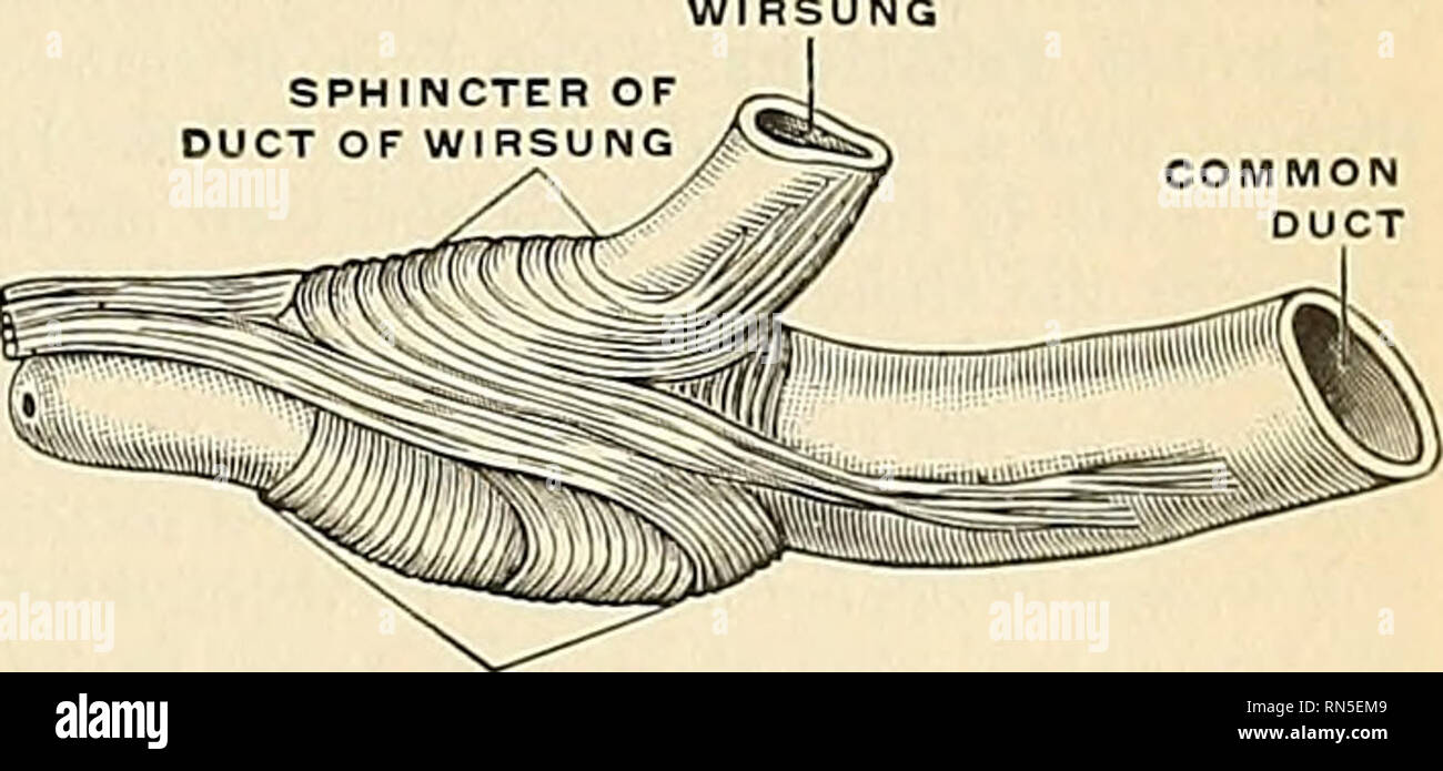 Common Bile Ducts Banque d'image et photos - Alamy