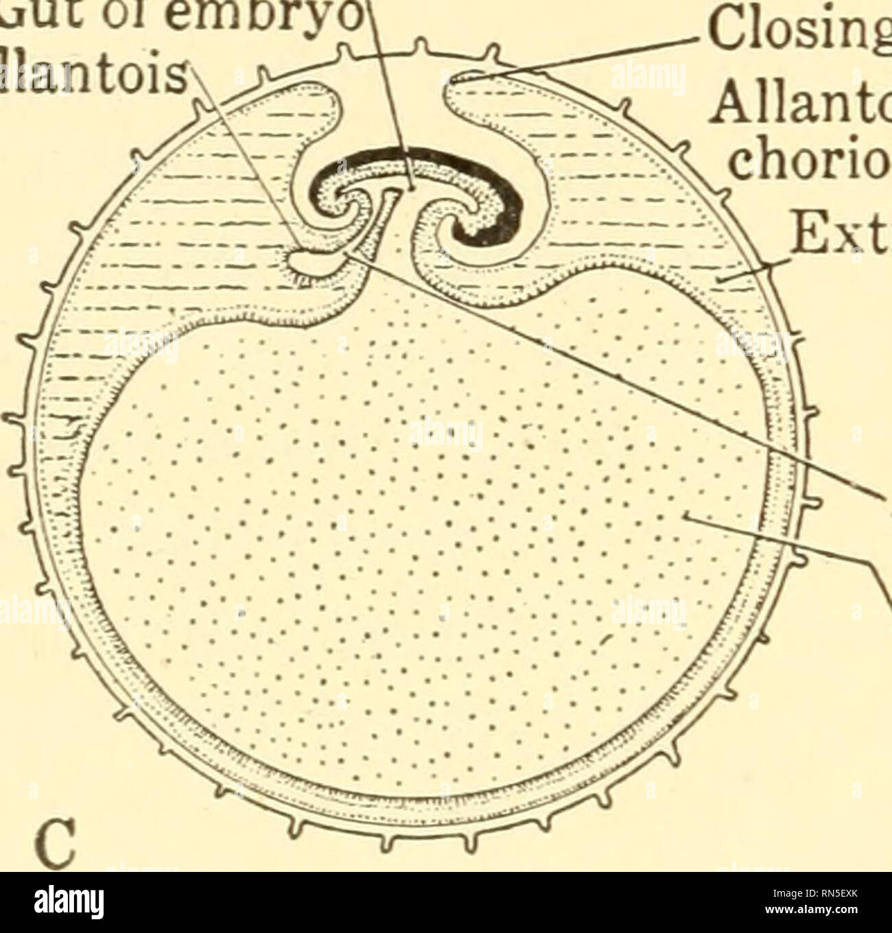 Membrane amniotique Banque de photographies et d’images à haute ...
