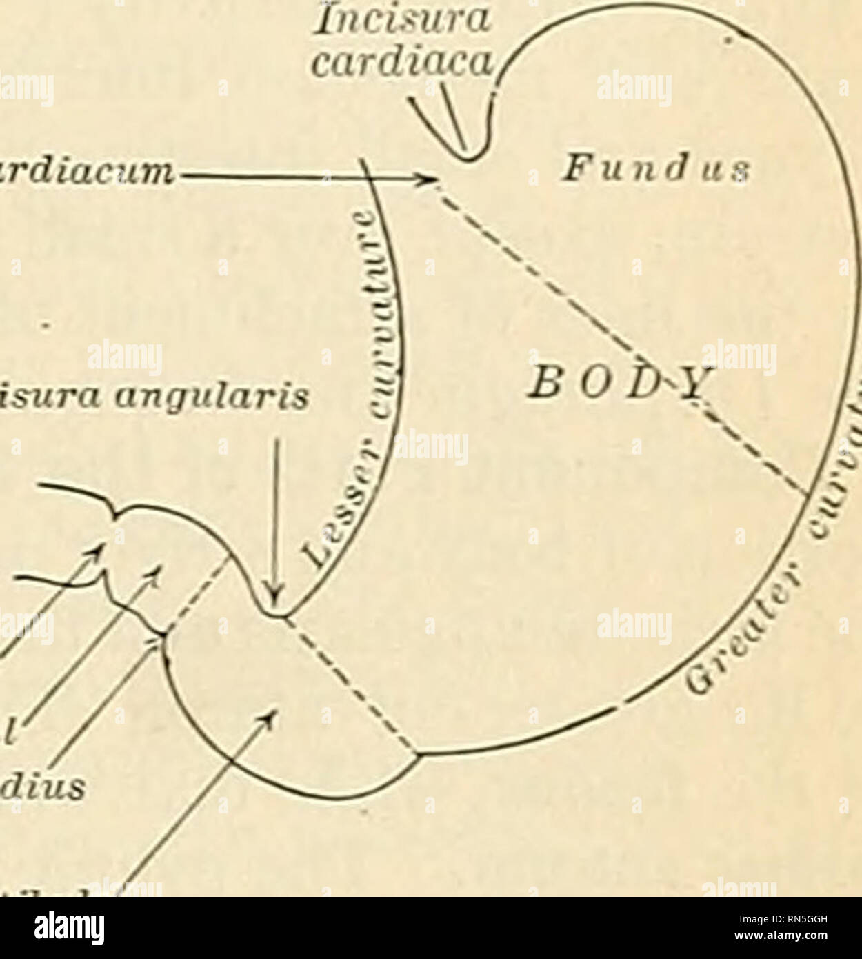 Orifice pylorique Banque de photographies et d’images à haute ...