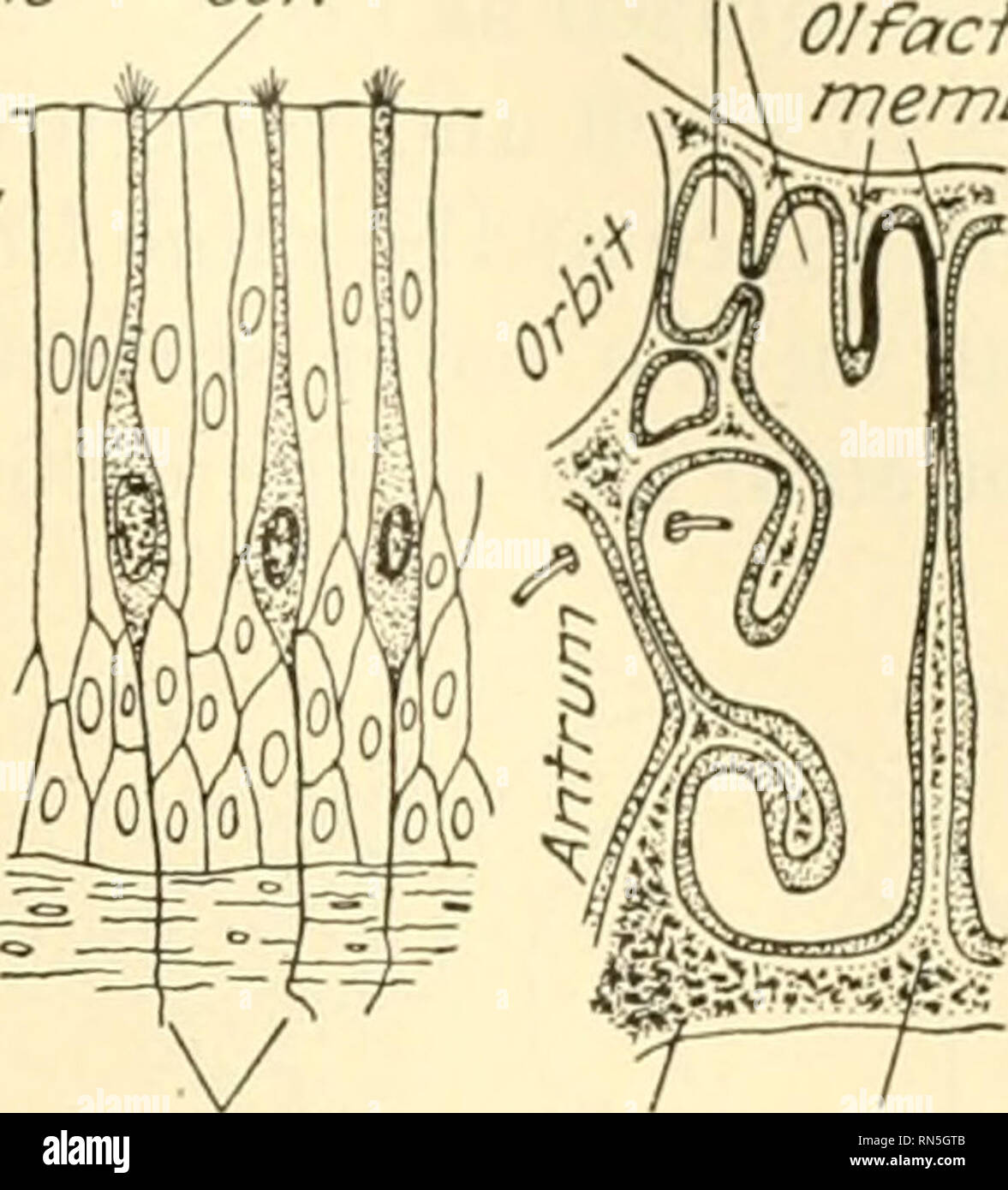 Frontal sinus cavity Banque de photographies et d’images à haute ...