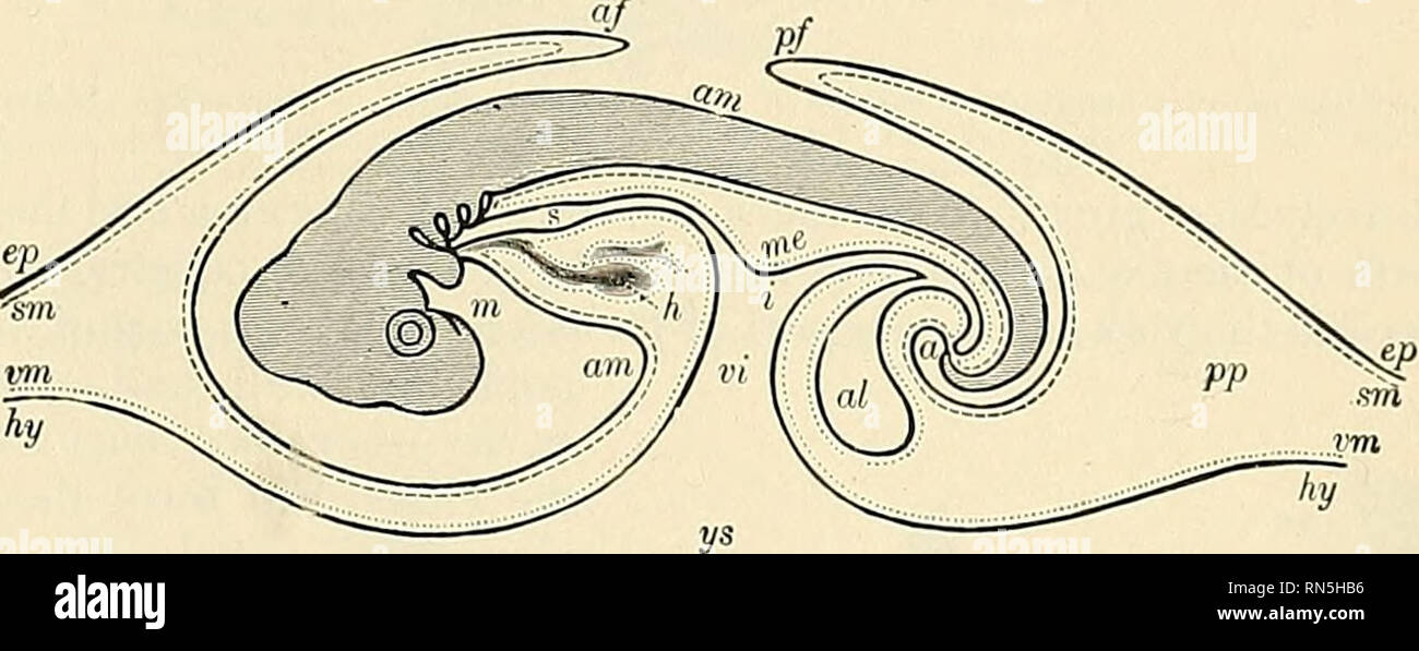 . Anatomie, descriptif et appliquée. L'anatomie. Le péritoine de la ...